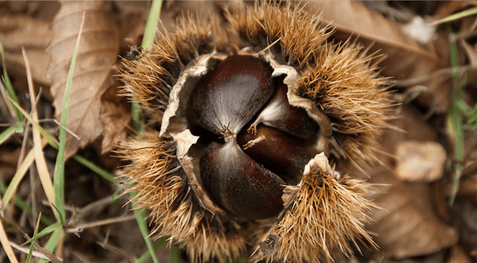 how to make pickled chestnuts